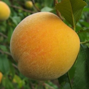 Melocotón Calanda- Maceta 22cm